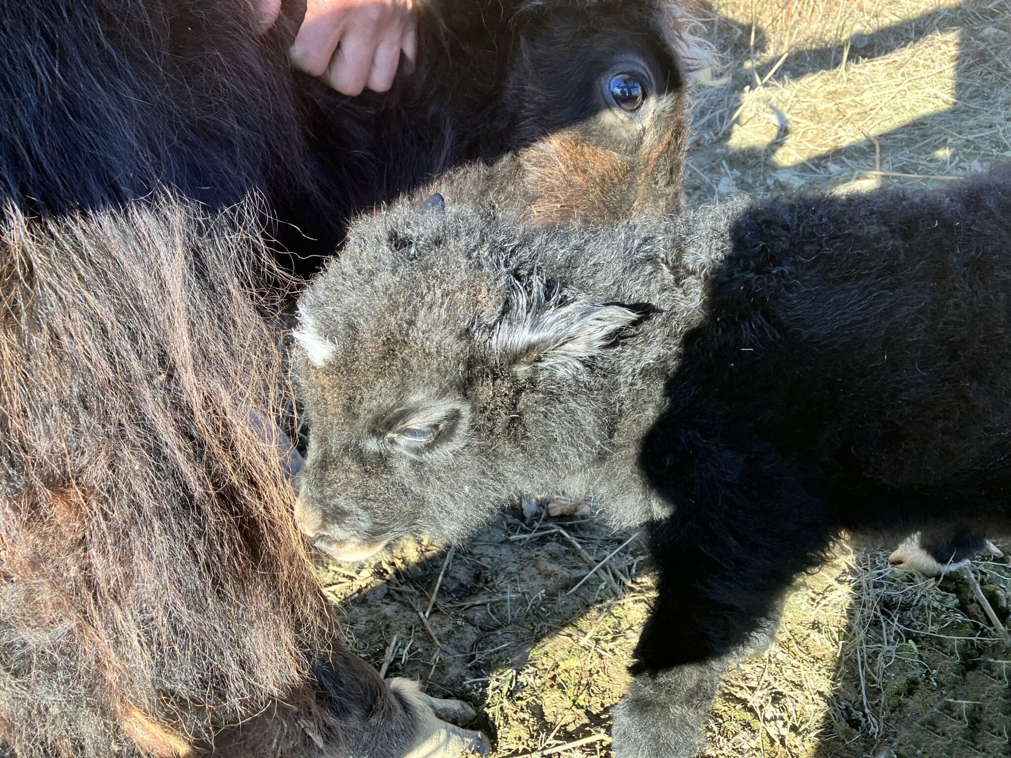 Raising Domestic Yaks - Countryside